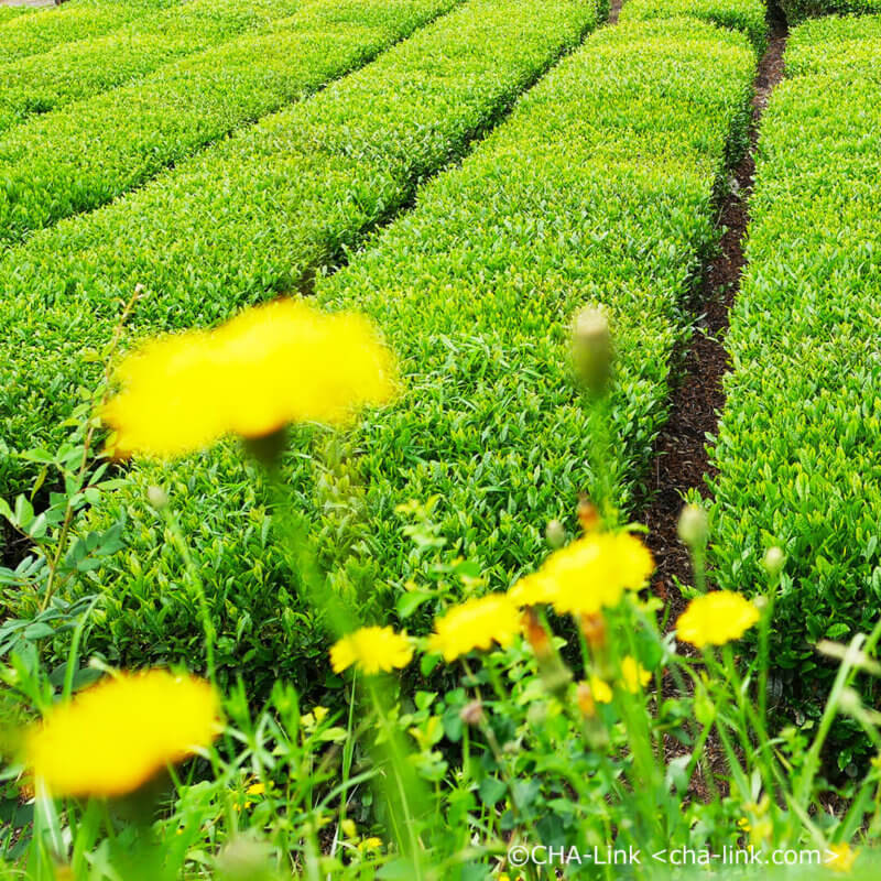 Producing areas of Japanese tea | CHA-Link 茶輪